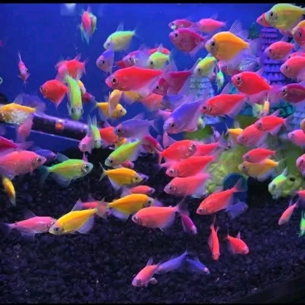 Jual Paket Ikan Glow Neon Variasi Isi 20 Ekor | Ikan Hias Hidup untuk ...