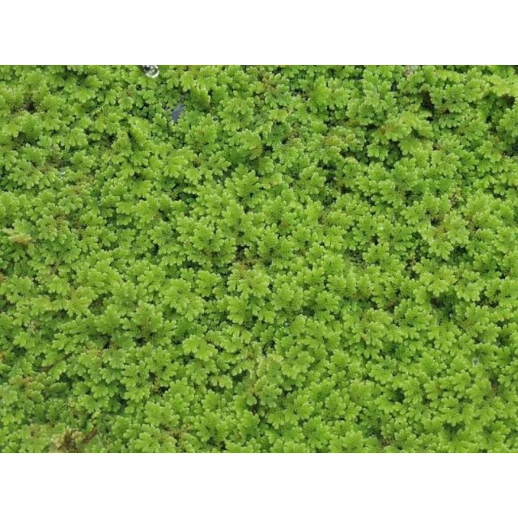 Jual Bibit Azolla Microphylla Segar Azolla Pakan Organik 500gr | Shopee ...