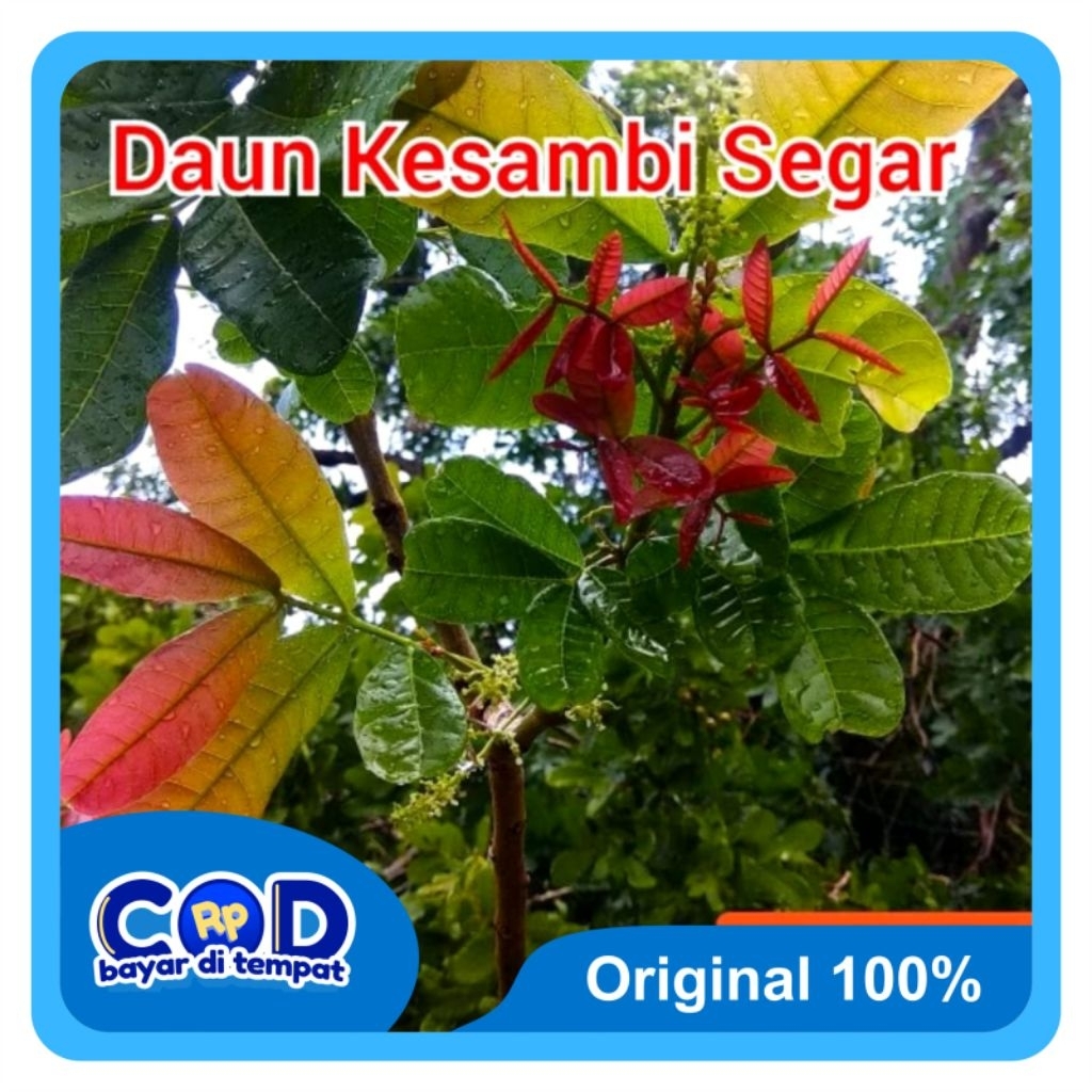 Jual [C O D]Daun Kesambi Segar 500 Gram Untuk Obat Tradisional eksim ...