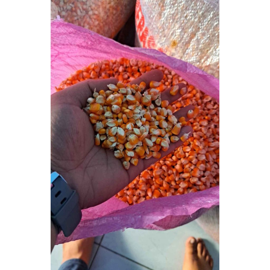 Jual Jagung Hibrida Untuk Pakan Merpati atau Ayam | Shopee Indonesia