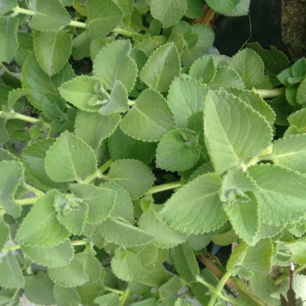 Jual Daun Jinten Daun Bangun bangun 100 gram segar Obat herbal Obat ...