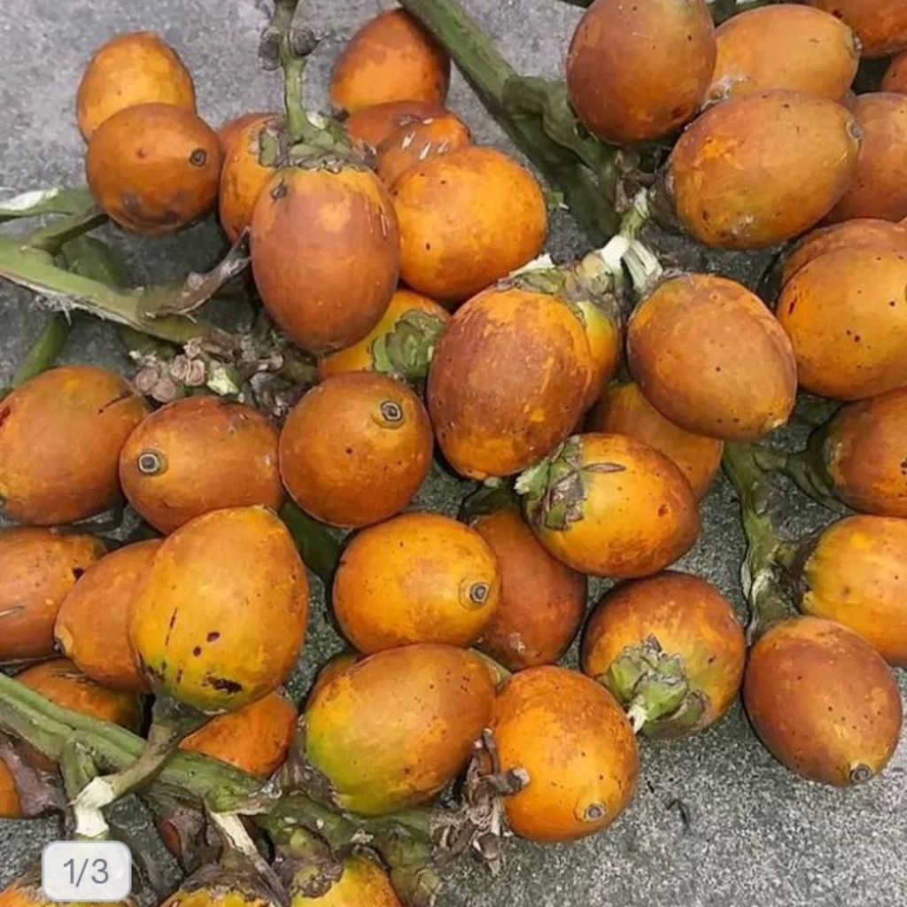 Jual 1kg buah pinang tua segar utuh | Shopee Indonesia