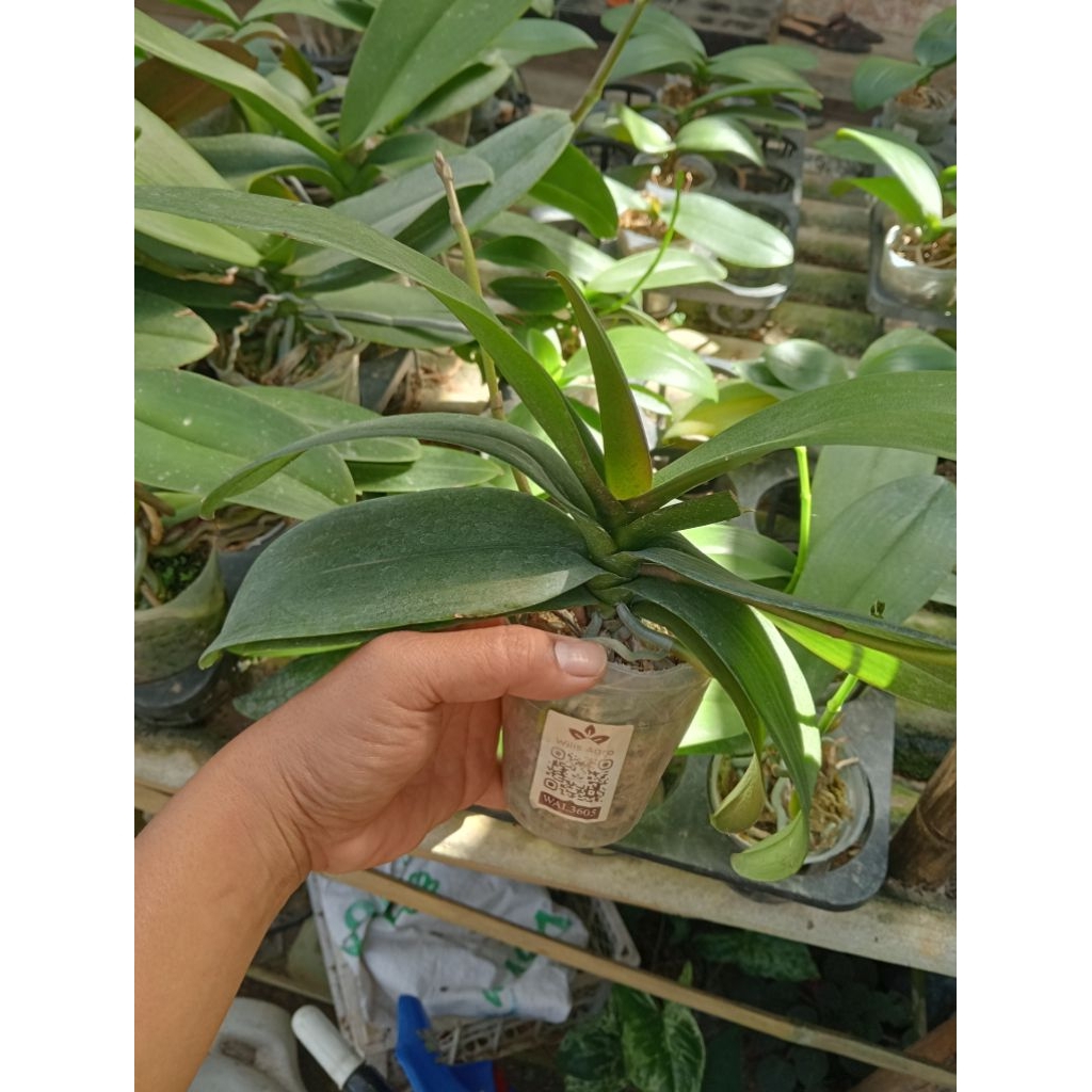 Jual Anggrek Bulan Mini Spek/ Knop | Shopee Indonesia