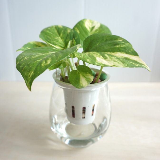 Jual Self Watering Pot Kaca/Vas Hidroponik Kaca/Vas Kaca Minimalis ...