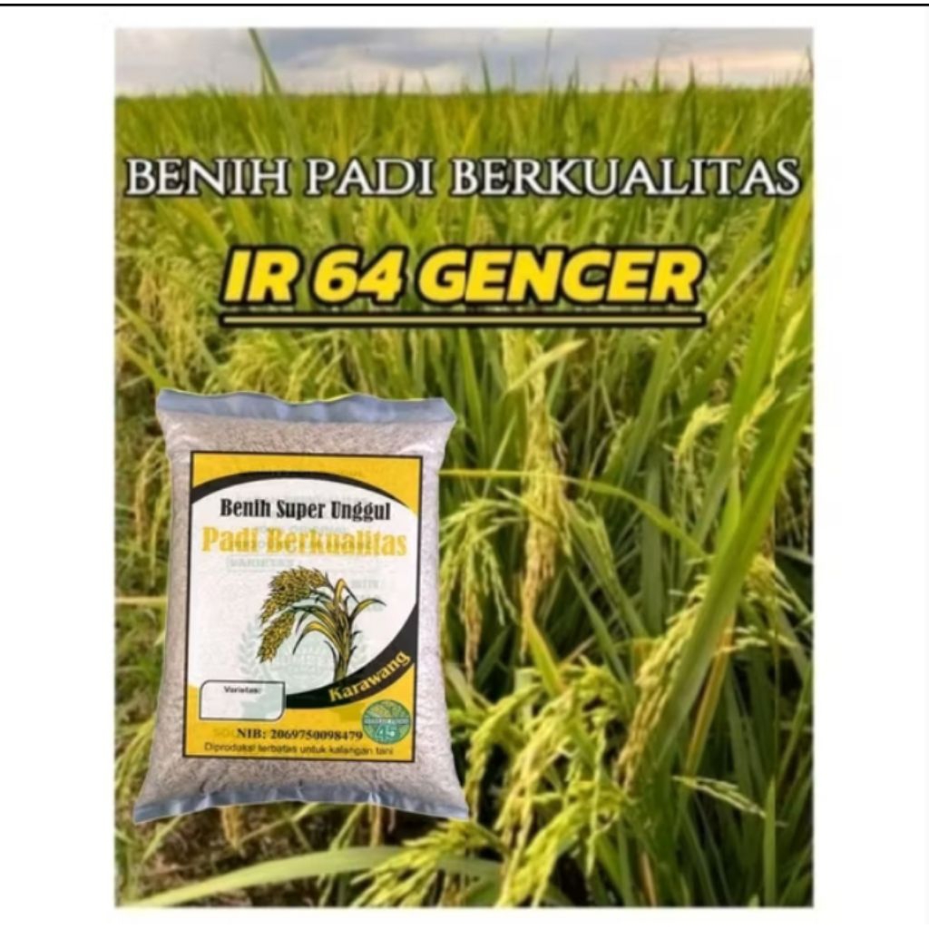 Jual BENIH PADI BERKUALITAS IR 64 UNGGUL 5KG | Shopee Indonesia