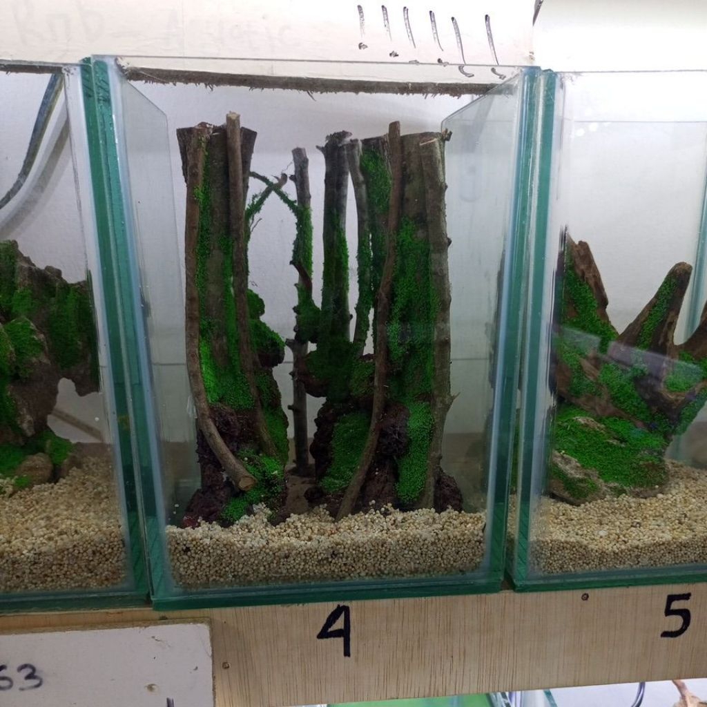 Jual Aquascape murah tema jungle size 15x15x20 cm, tinggal isi air aja ...