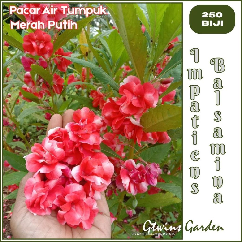 Jual GG | 250 Benih Bunga Pacar Air Tumpuk Impatiens Balsamina Warna ...