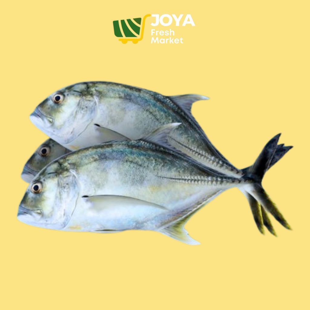 Jual Joya Fresh - Ikan Kuwe Segar/Seafood Segar/Ikan Kuwe Fresh ...