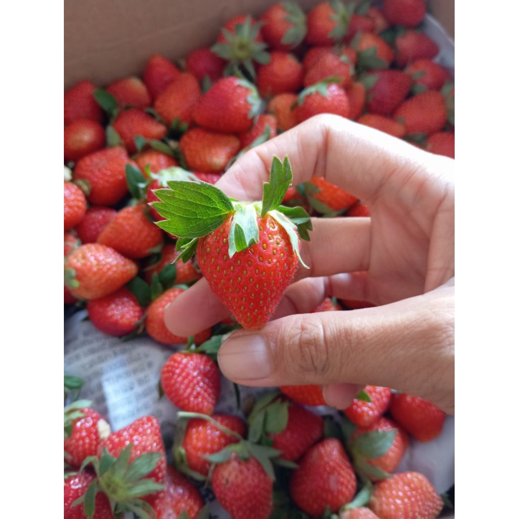 Jual Stroberi Segar Langsung Dari Kebun | Shopee Indonesia
