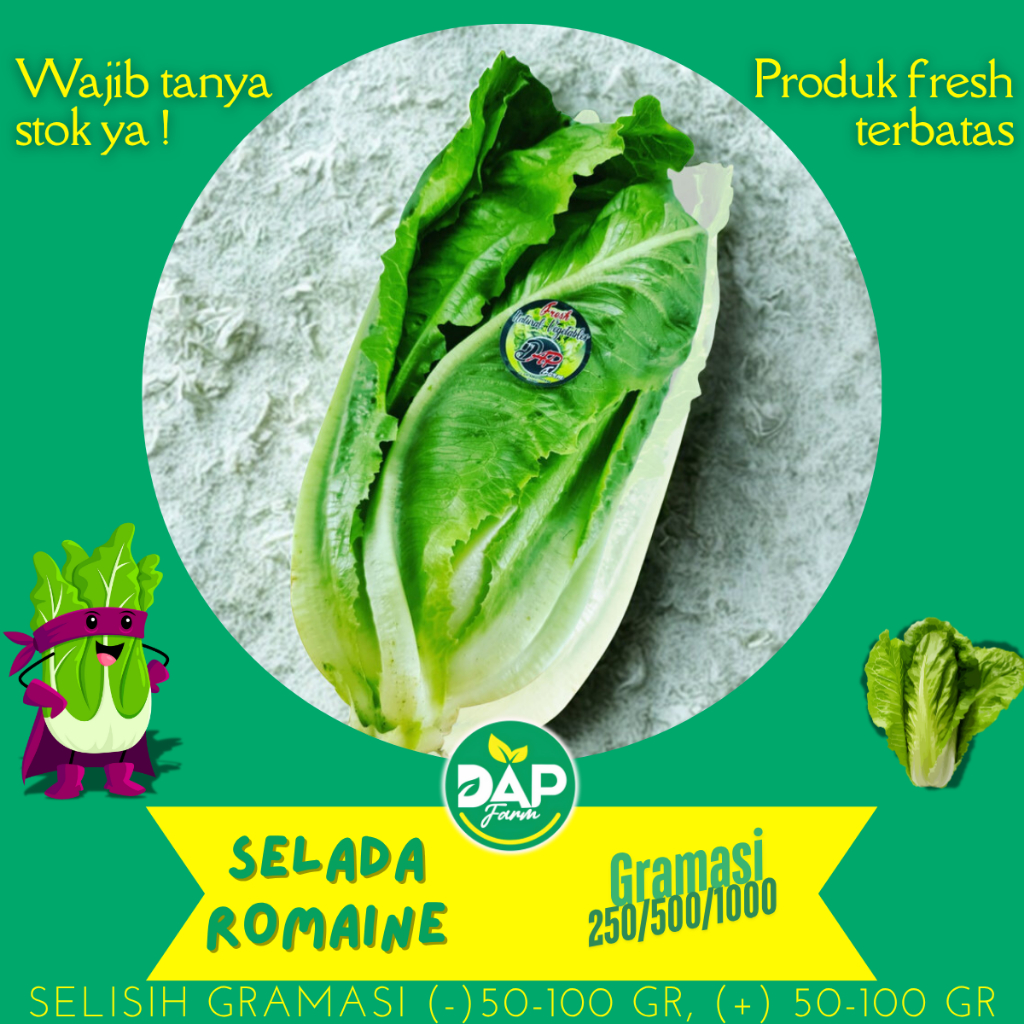 Jual Lettuce Romaine/ Selada Romen/ DAP Farm/ Sayur Segar Jakarta ...