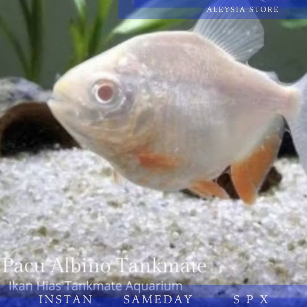 Jual Pacu Albino Tankmate Hiasan Aquarium | Shopee Indonesia