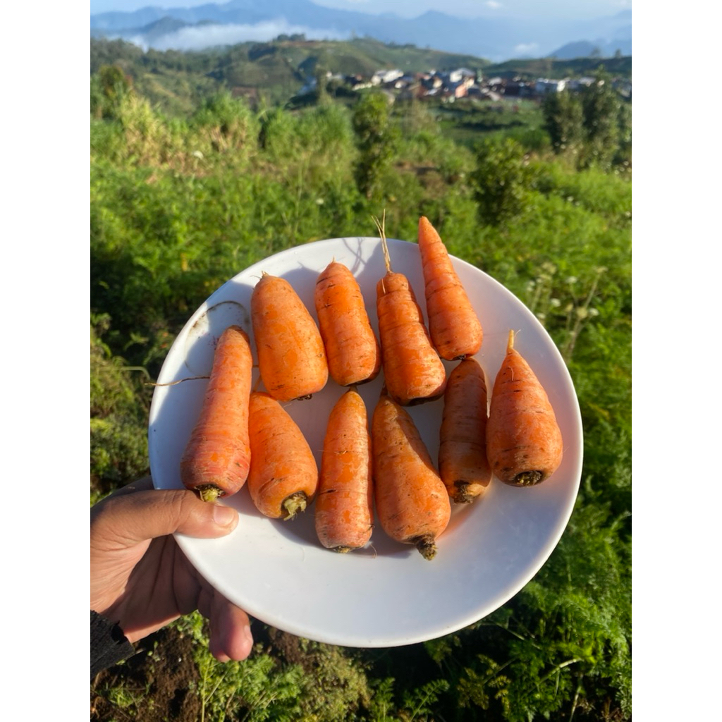 Jual Wortel 1 Kg Terlengkap & Harga Terbaru April 2026 | Shopee Indonesia