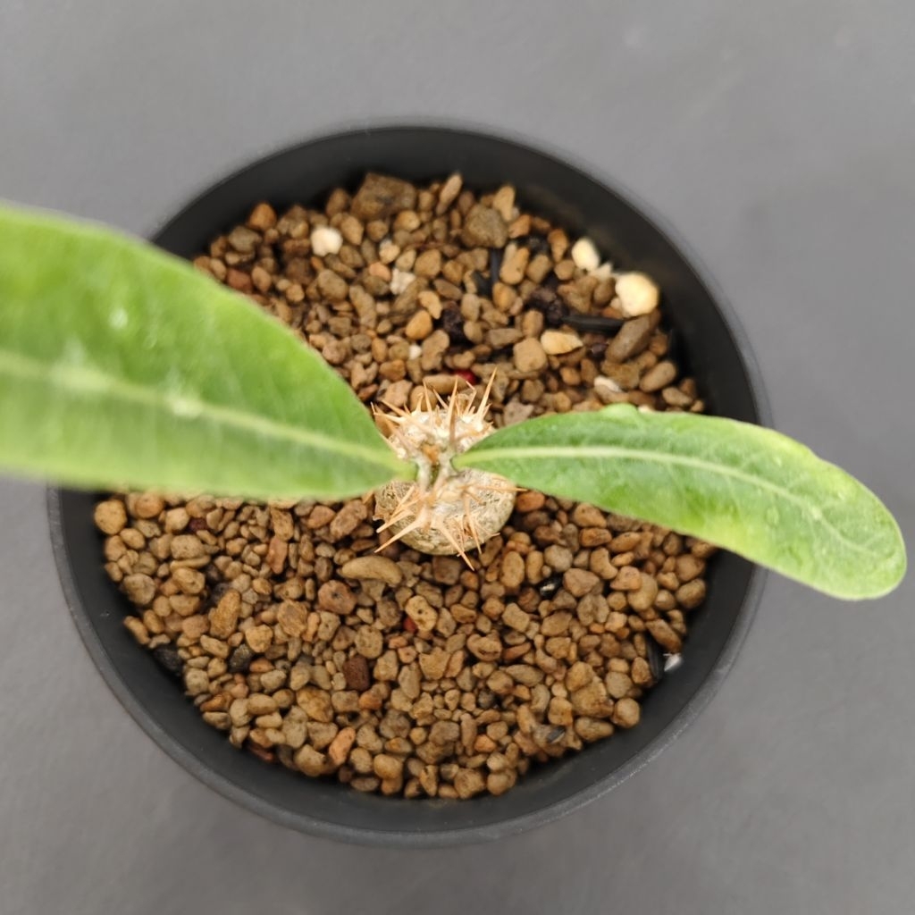 Jual Tanaman Caudiciform Langka Pachypodium lealii | Shopee Indonesia