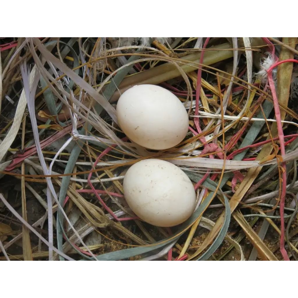 Jual Burung Merpati Plontang Terlengkap & Harga Terbaru Juni 2026 ...
