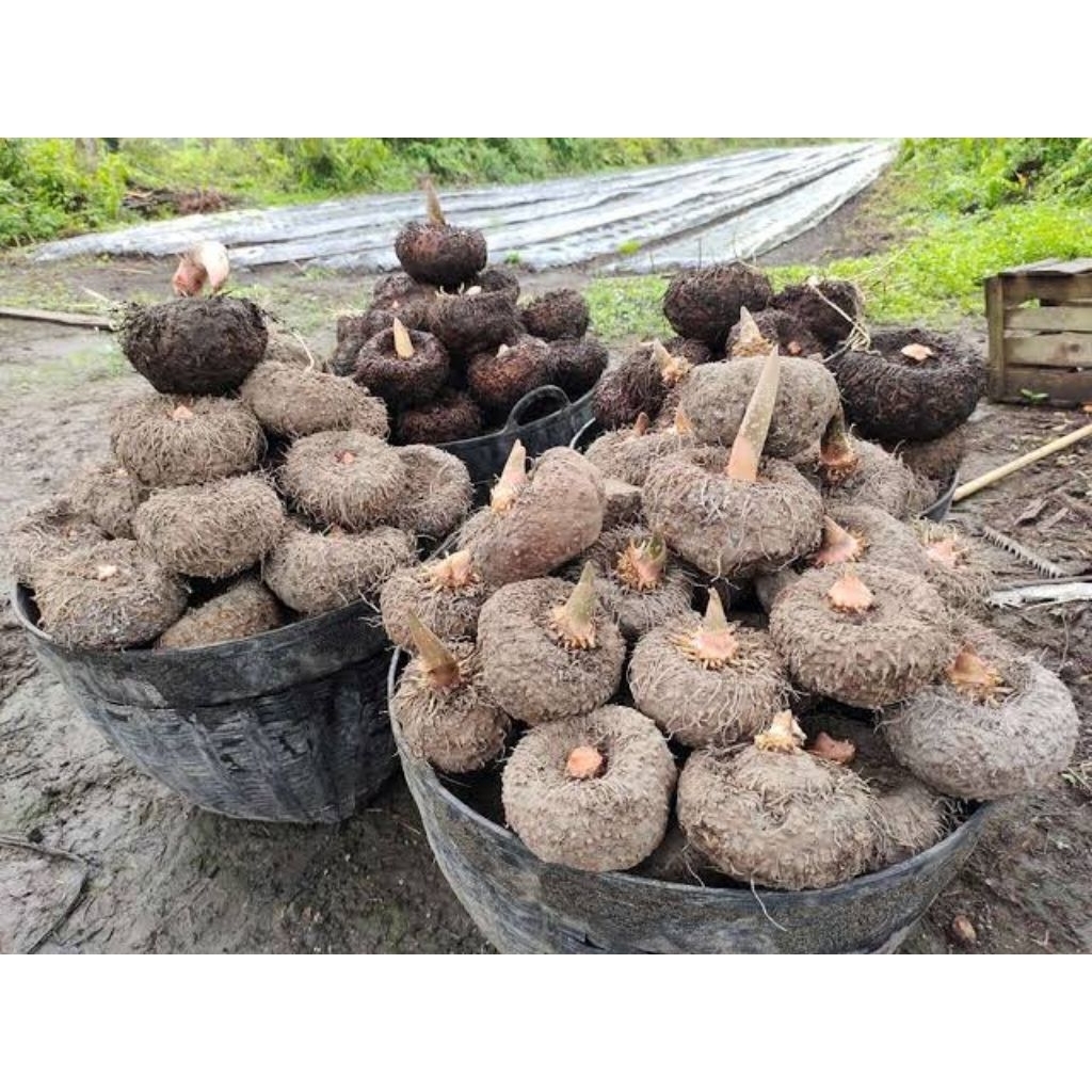 Jual umbi porang berkualitas 1kg / umbi porang organik 1kg ( ukuran ...