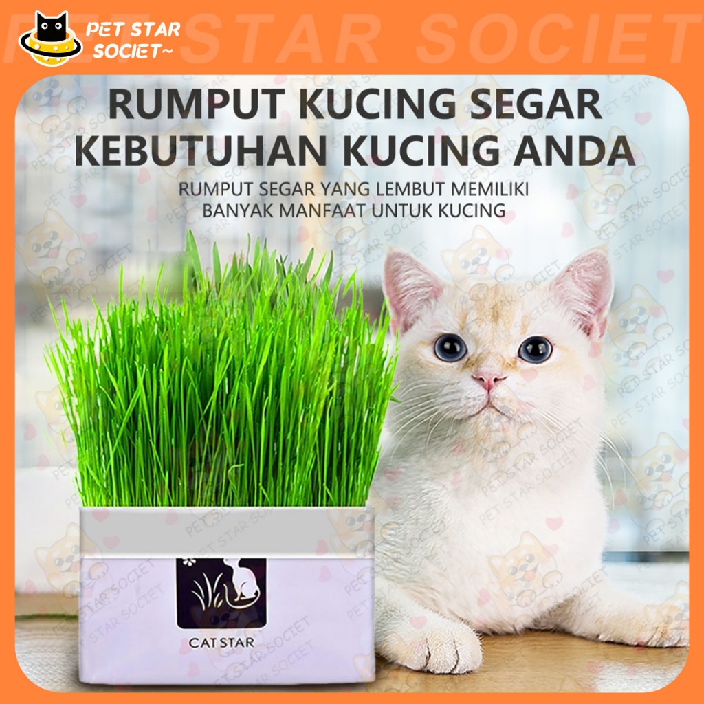 Jual Benih Rumput Kucing Premium - Paket Tumbuh 80g, Tanpa Tanah ...