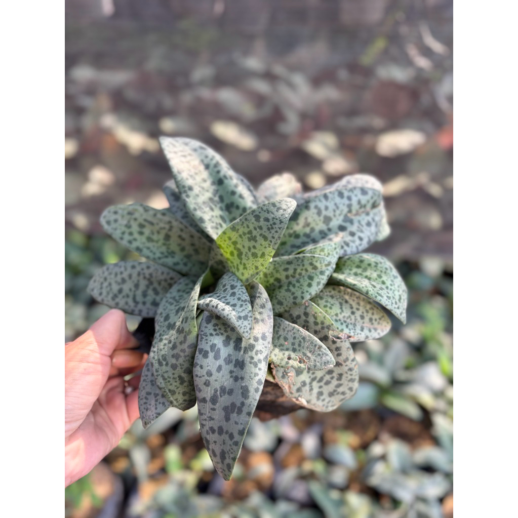 Jual lidah katak tanaman indoor | Shopee Indonesia