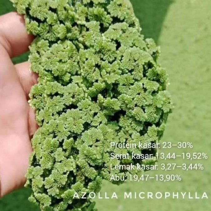Jual Bibit azolla microphylla untuk pakan ternak, ikan dan unggas 1kg ...