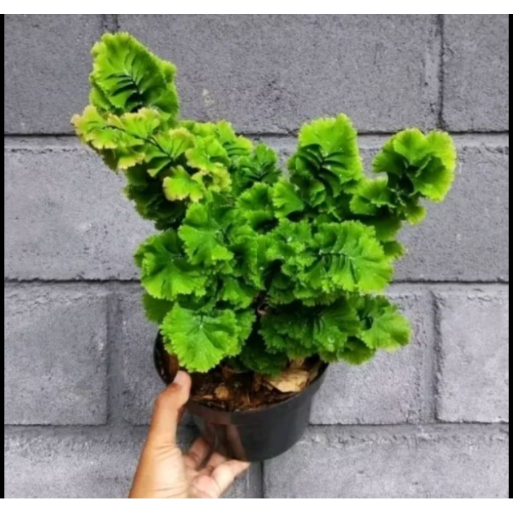 Jual POHON SUPLIR TUSUK SATE / TANAMAN HIAS SUPLIR TUSUK SATE | Shopee ...