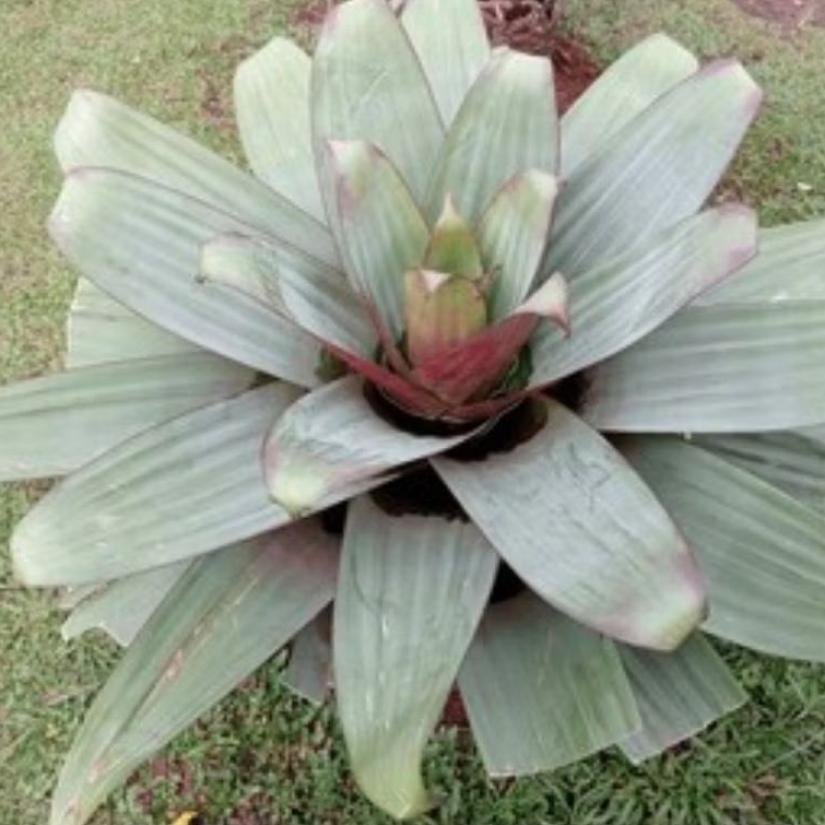 Jual Tanaman Bromelia Giant Silver / Bromelia Raksasa Perak / Giant ...