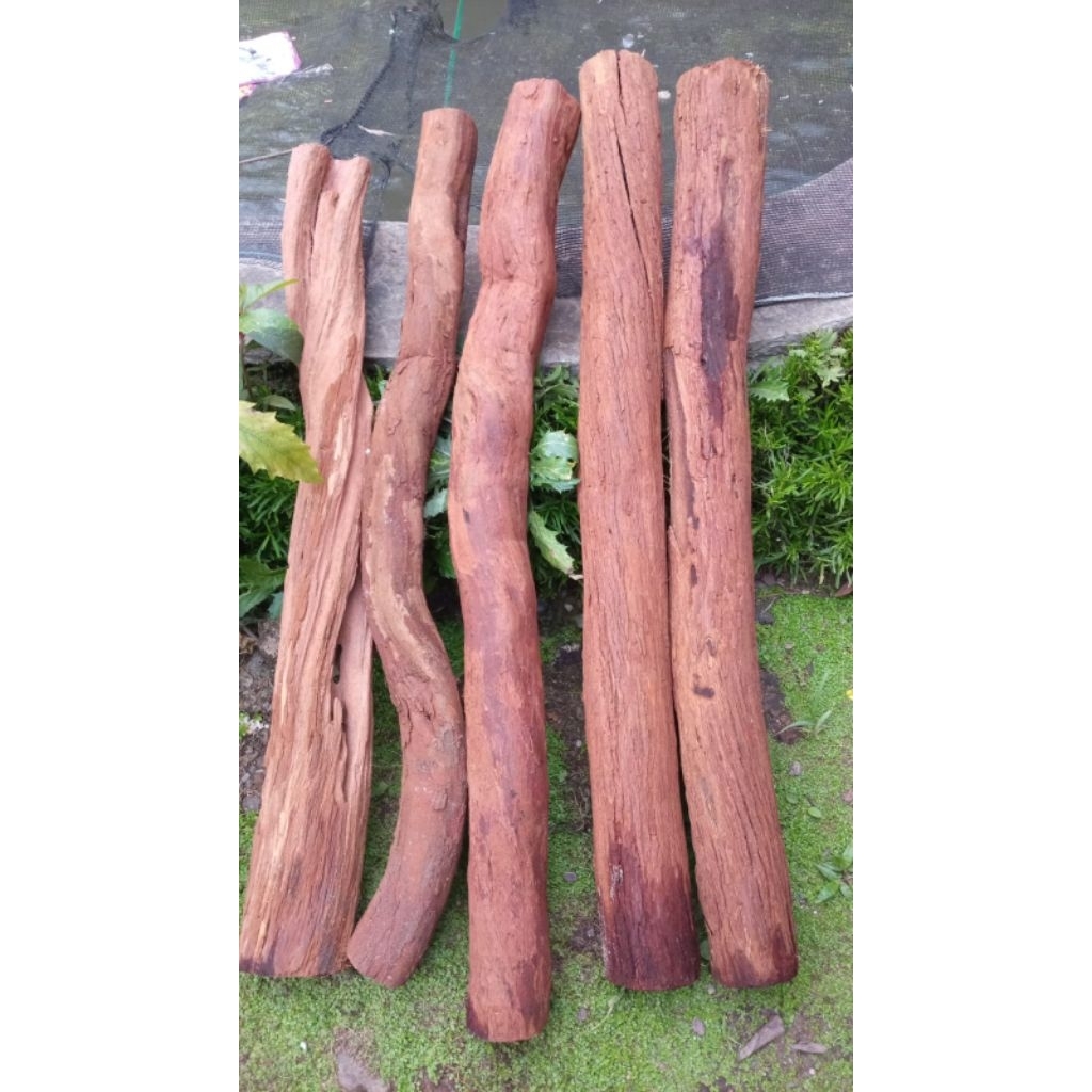 Jual Akar santigi gunung dekorasi aqurium P 60Cm Diameter 4-5 Cm ...