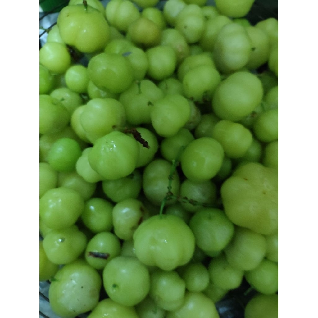 Jual buah ceremai segar. | Shopee Indonesia