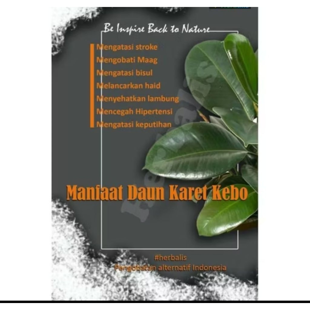 Jual daun karet kebo | Shopee Indonesia