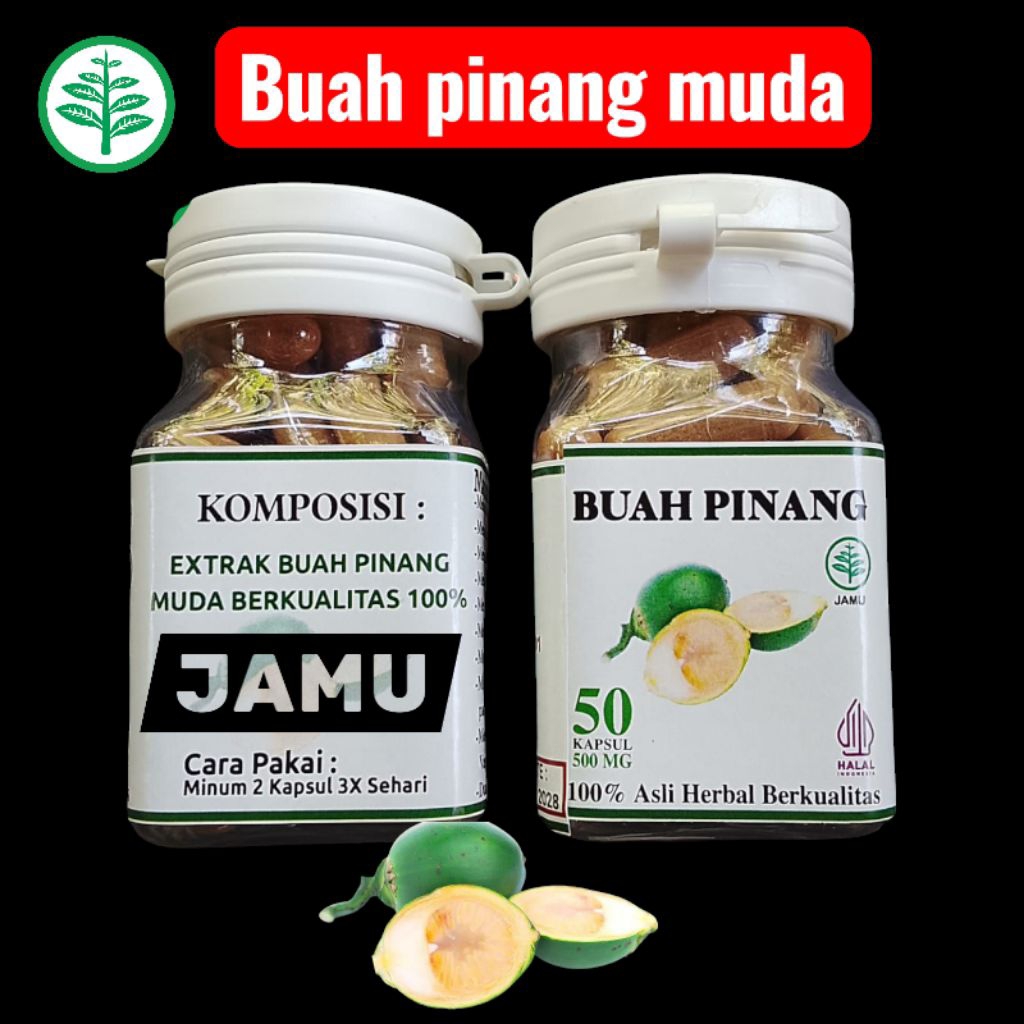 Jual Buah pinang muda berkualitas isi 50.pcs | Shopee Indonesia