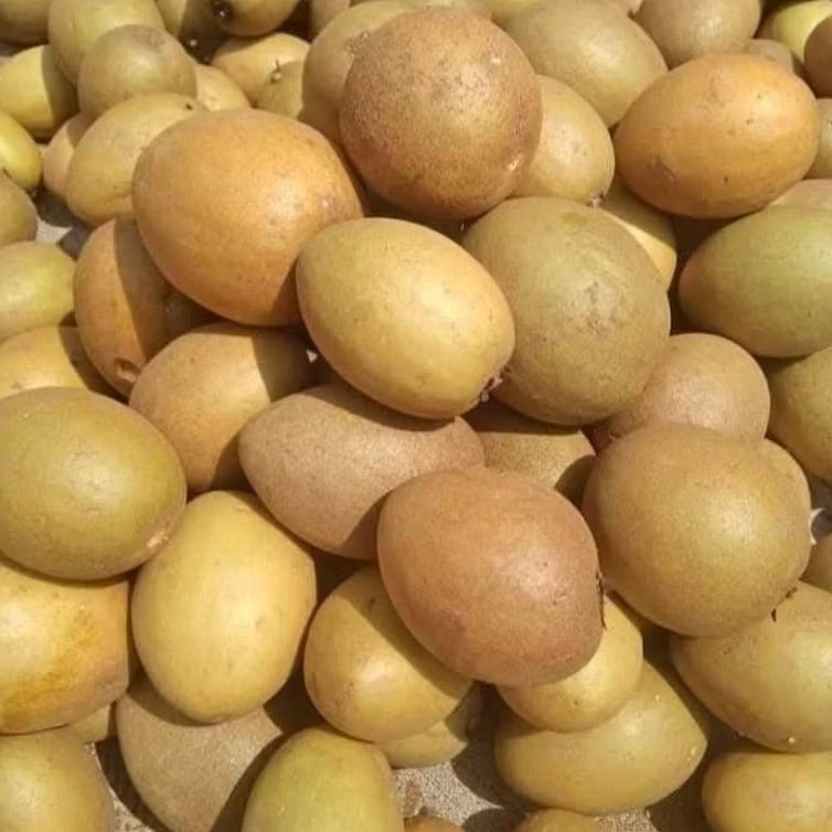 Jual buah sawo merah pilihan jamin manis 1kg | Shopee Indonesia