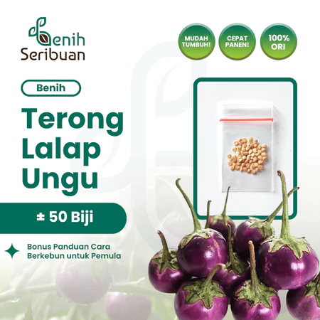 Jual Benih Seribuan - 50 Benih Sayuran Terong Lalap Ungu Unggul ...