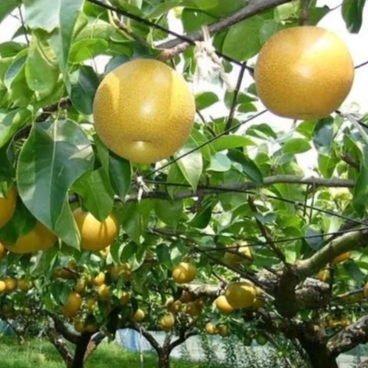 Jual tanamn bibit unggulan buah pir madu siap berbuah (hasil cangkok ...