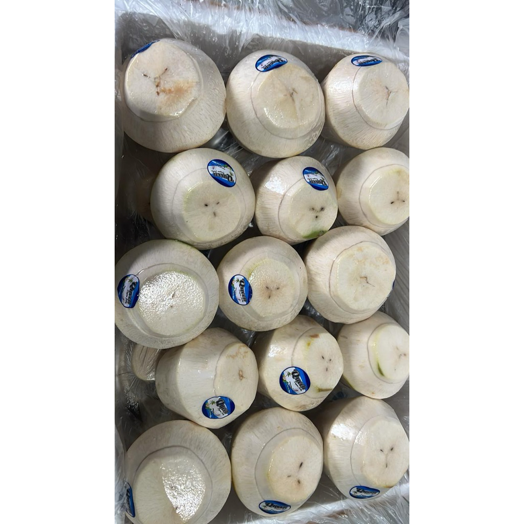 Jual Degan Jelly Merk Queen Size Kecil READY STOCK | Shopee Indonesia