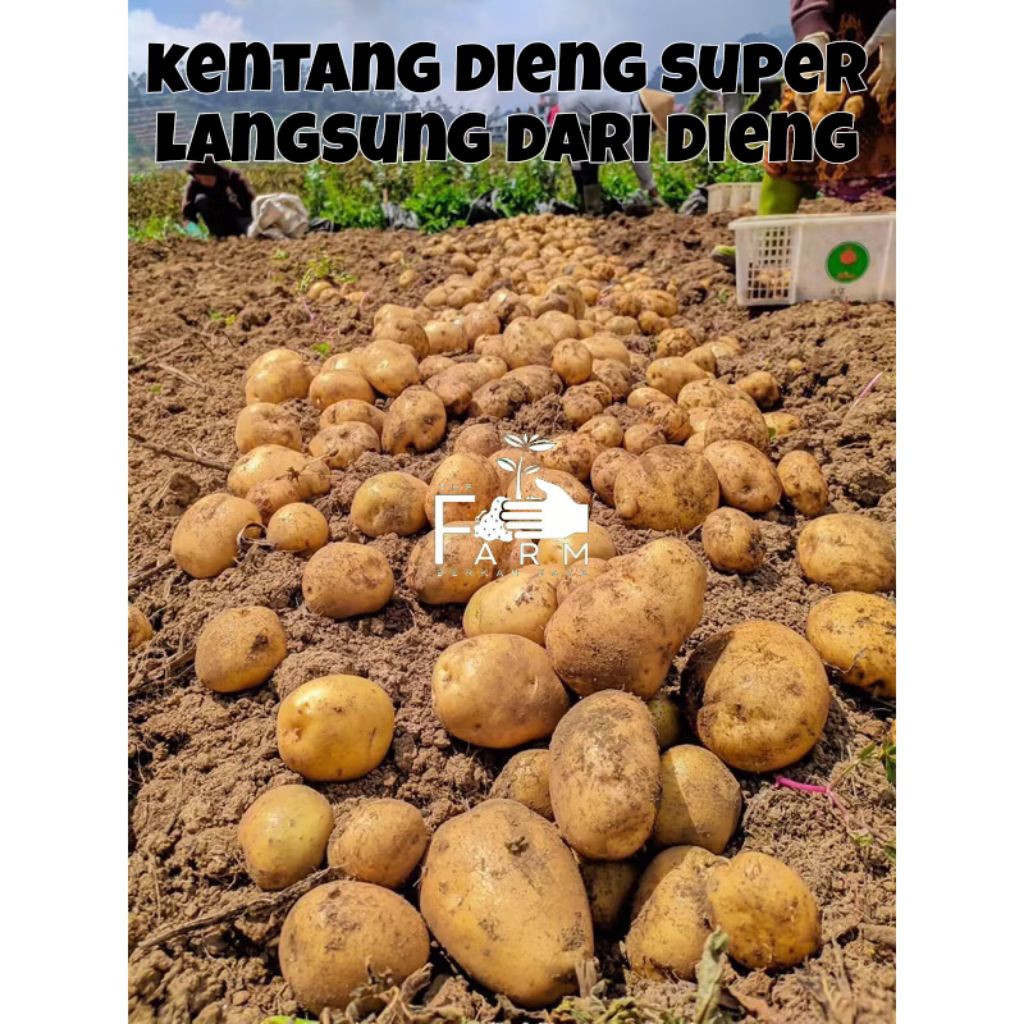Jual Kentang Dieng Ukuran Sedang Asli Dieng | Shopee Indonesia
