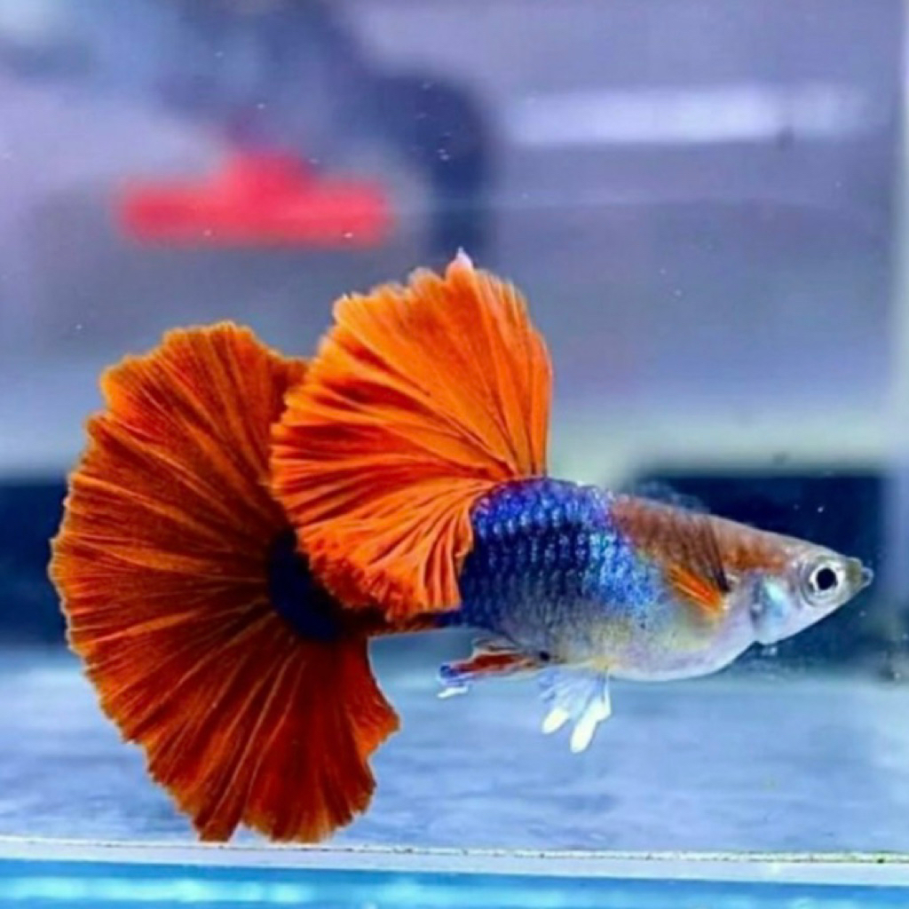 Jual IKAN HIAS GUPPY HB ROSE TAIL / GUPPY JANTAN BETINA ROSE TAIL ...