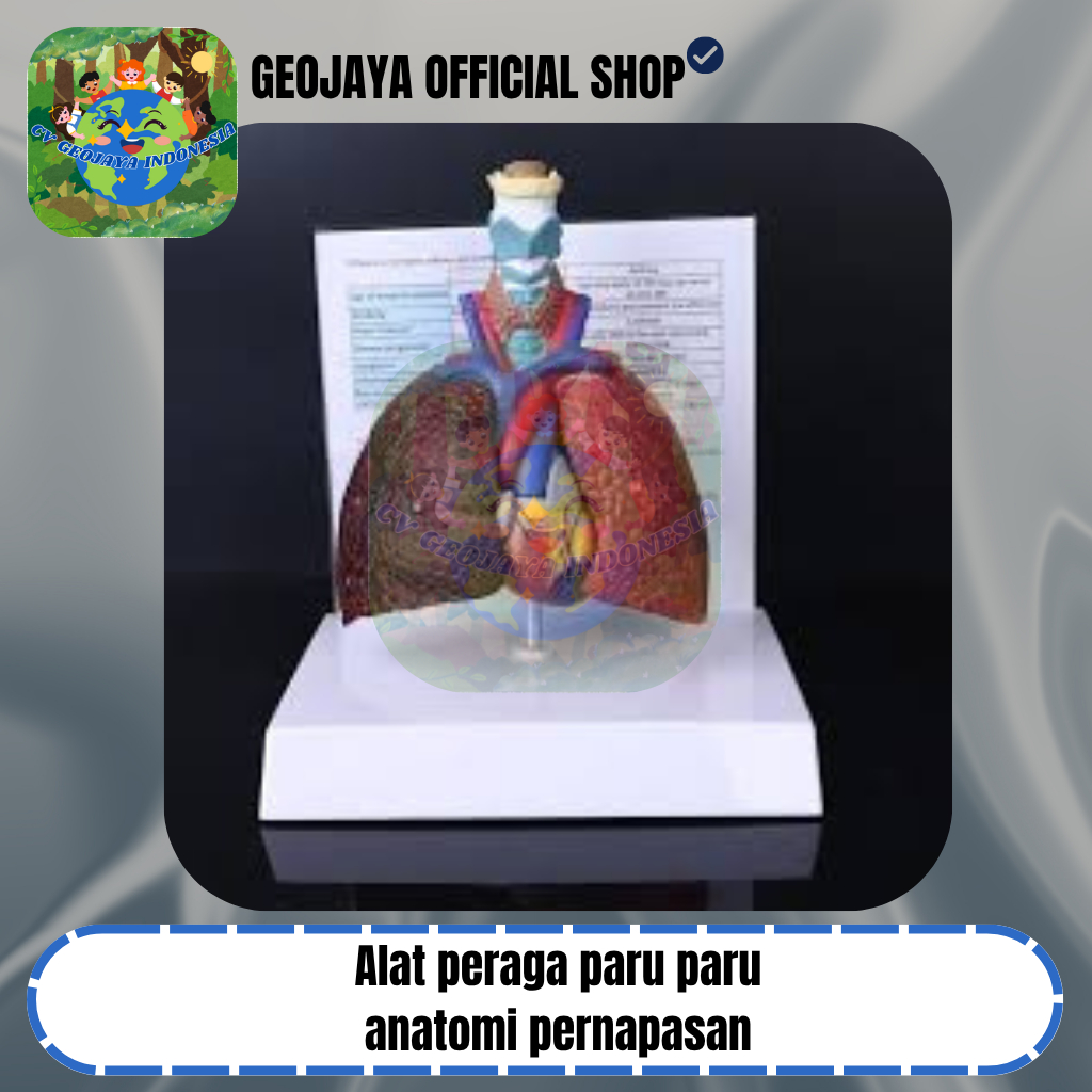 Jual Alat Peraga Anatomi Paru-Paru Manusia Seukuran Asli | Shopee Indonesia