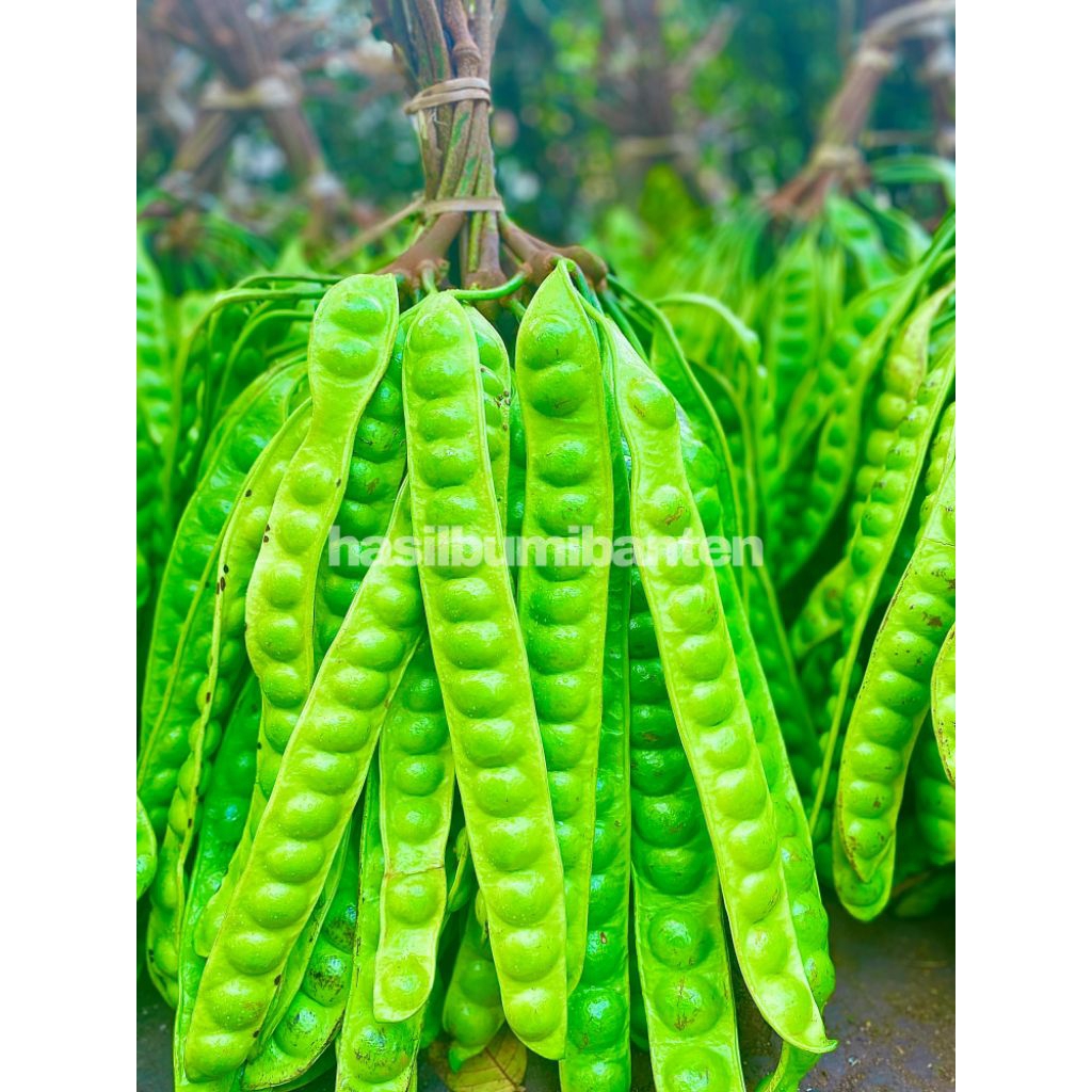 Jual PETE/PETAI TUA FRESH ISI 10 PAPAN LONJOR BARU PETIK | Shopee Indonesia