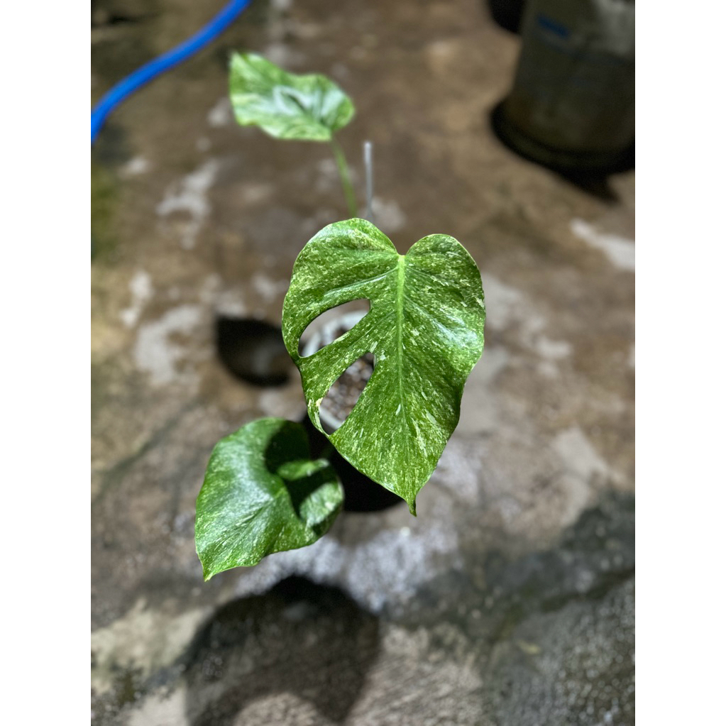 Jual Monstera Legacy Diamond Varigata | Shopee Indonesia