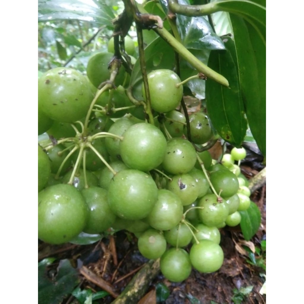 Jual Buah canar/anggur hutan segar bahan manisan 1 kg | Shopee Indonesia
