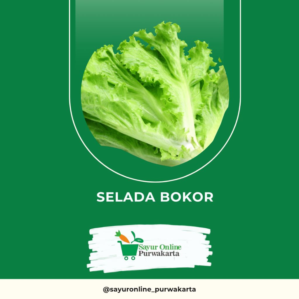 Jual Selada Bokor - Sayur Online Purwakarta | Shopee Indonesia