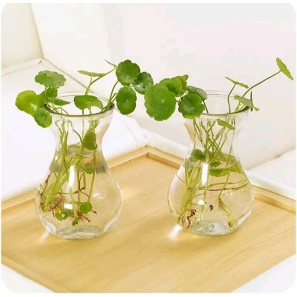 Jual Vas Bunga Kaca Bulat / Pot Tanaman Air Hidroponik Bambu Hoxi Sirih ...