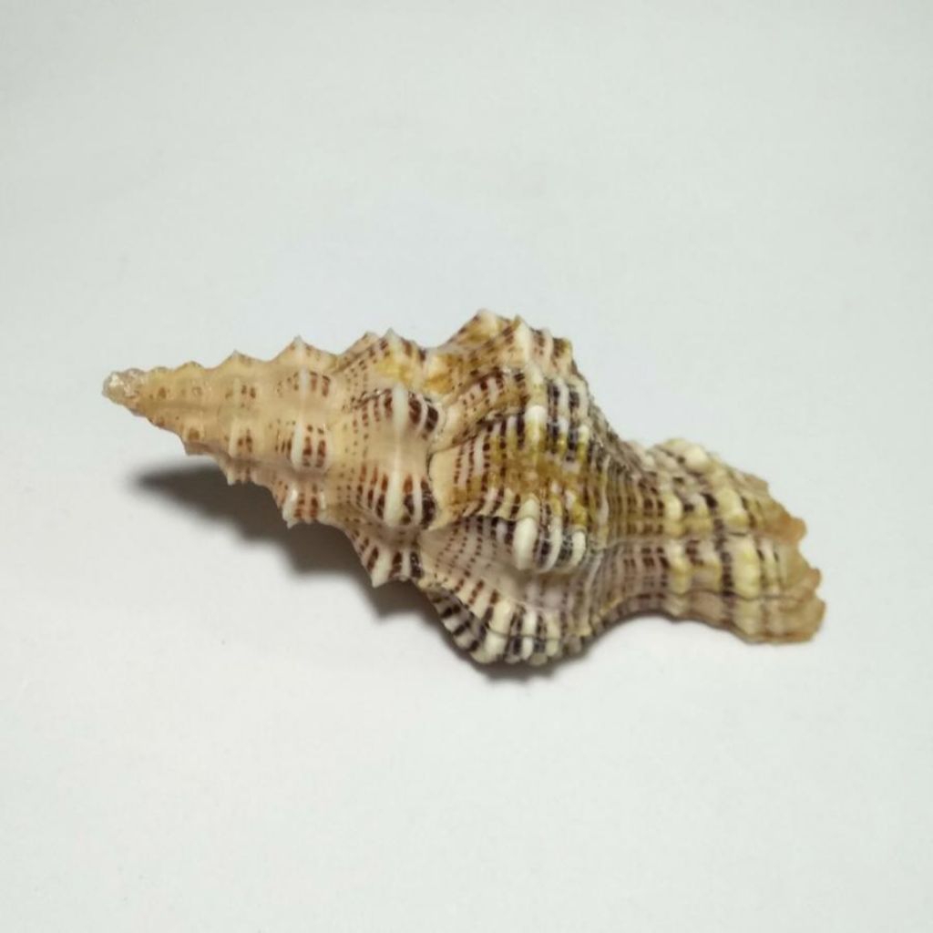 Jual Cangkang Kerang Kulit Kerang Koleksi 104 Recurvirostris Latirus ...