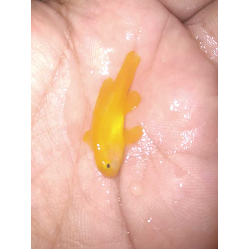 Jual Goby Kuning - Yellow Coral Goby | Shopee Indonesia