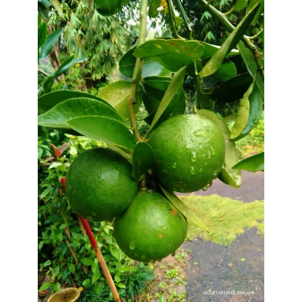 Jual Jeruk Bali Mini Segar | 500g - 1kg | Shopee Indonesia