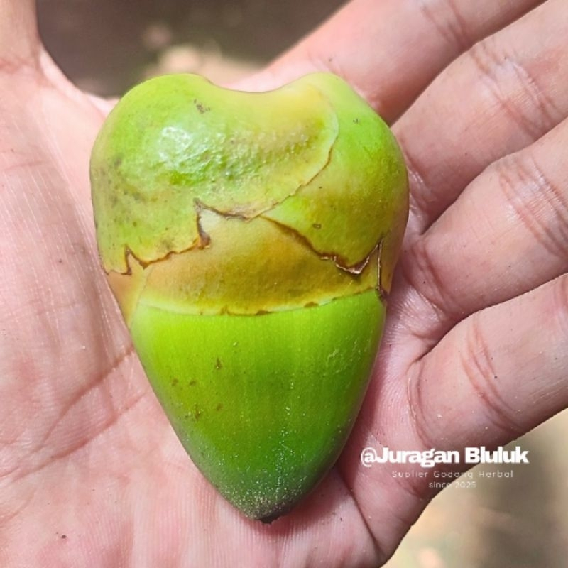 Jual obat herbal BELULUK kelapa muda 1 KG / cengkir kelapa muda ...