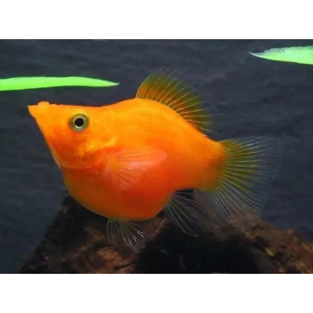 Jual PAKET KOLEKSI MOLLY SUNKIST HIASAN AQUARIUM AQUASCAPE | Shopee ...
