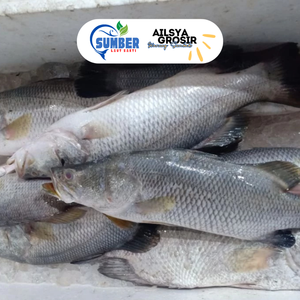 Jual IKAN CUKIL KAKAP PUTIH BARAMUNDI SEGAR BERSIH 1KG | Shopee Indonesia