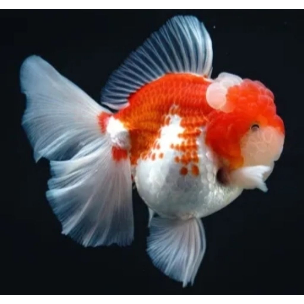 Jual Koki Oranda Rosetail/Oranda Long Tail | Shopee Indonesia