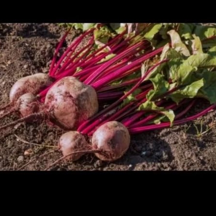Jual Buah Bit Fresh Beetroot Petik dari Kebun 1 kg | Shopee Indonesia