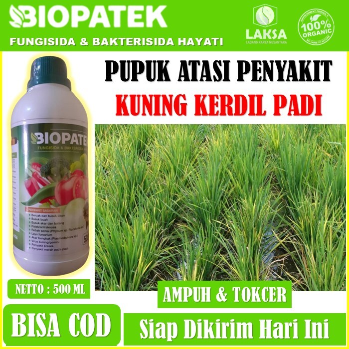 Jual Fungisida biopatek 500 ML pupuk mengatasi kuning kerdil padi ...