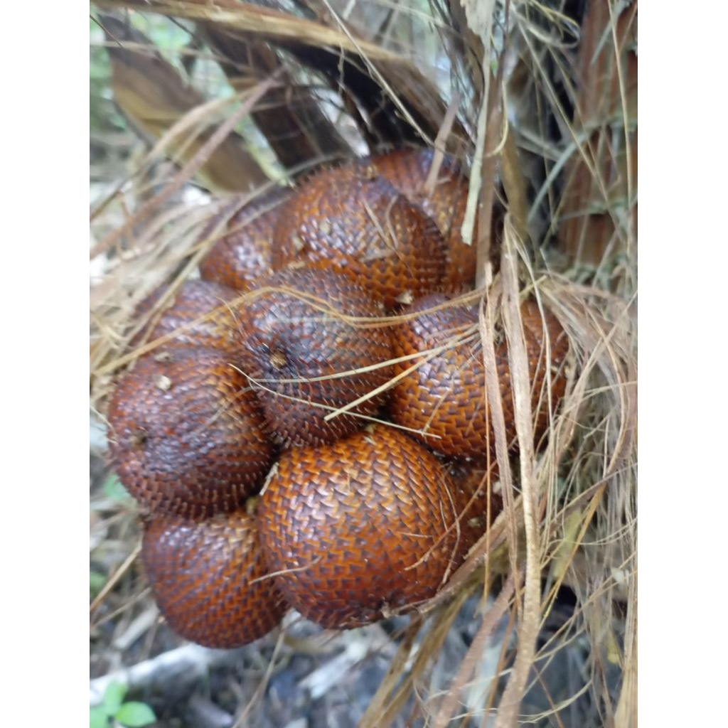 Jual Salak gula pasir Bali | Shopee Indonesia
